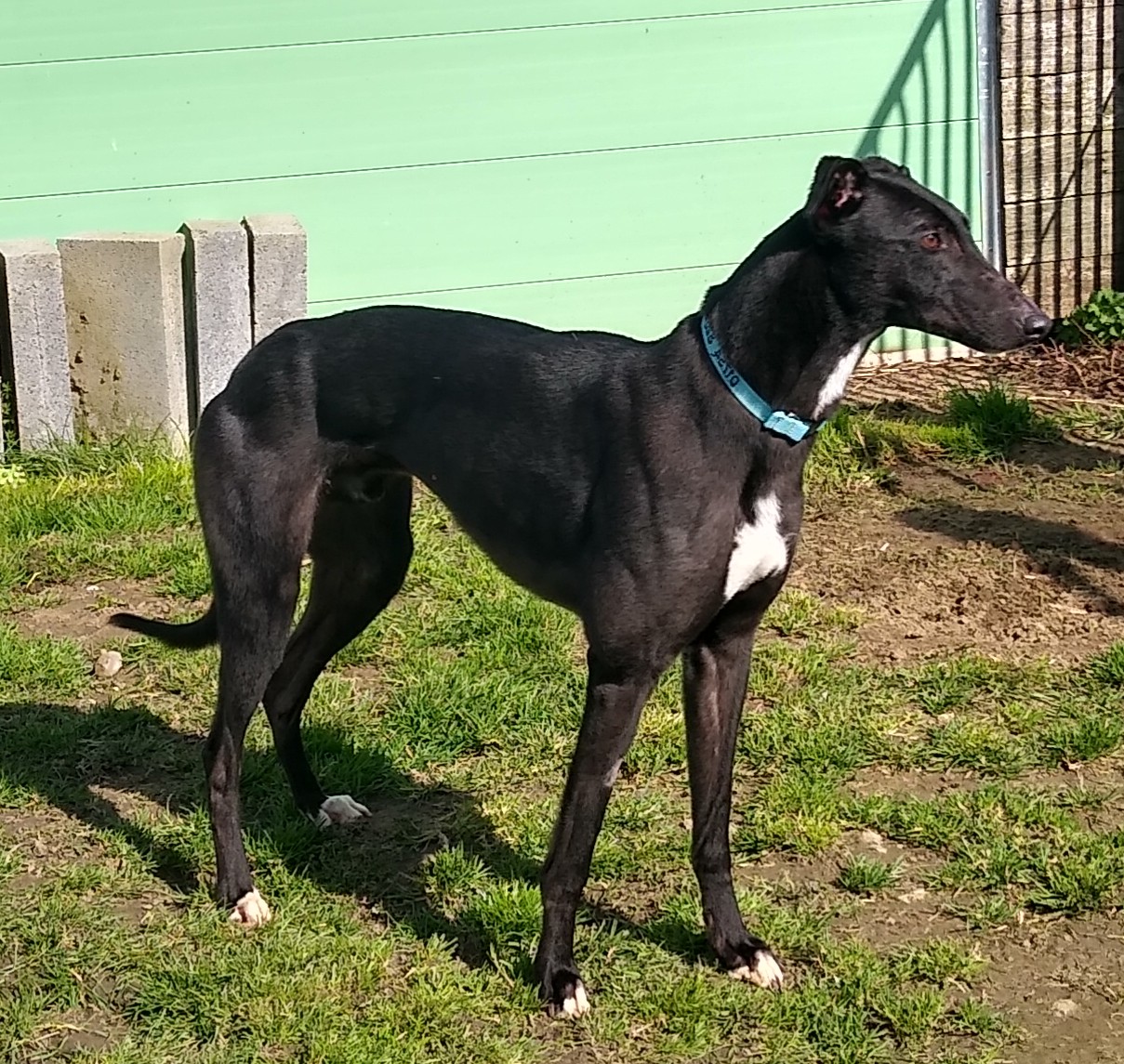 Magic – Fen Bank Greyhound Sanctuary