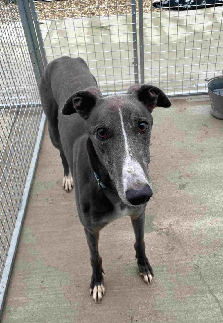 Blue – Fen Bank Greyhound Sanctuary