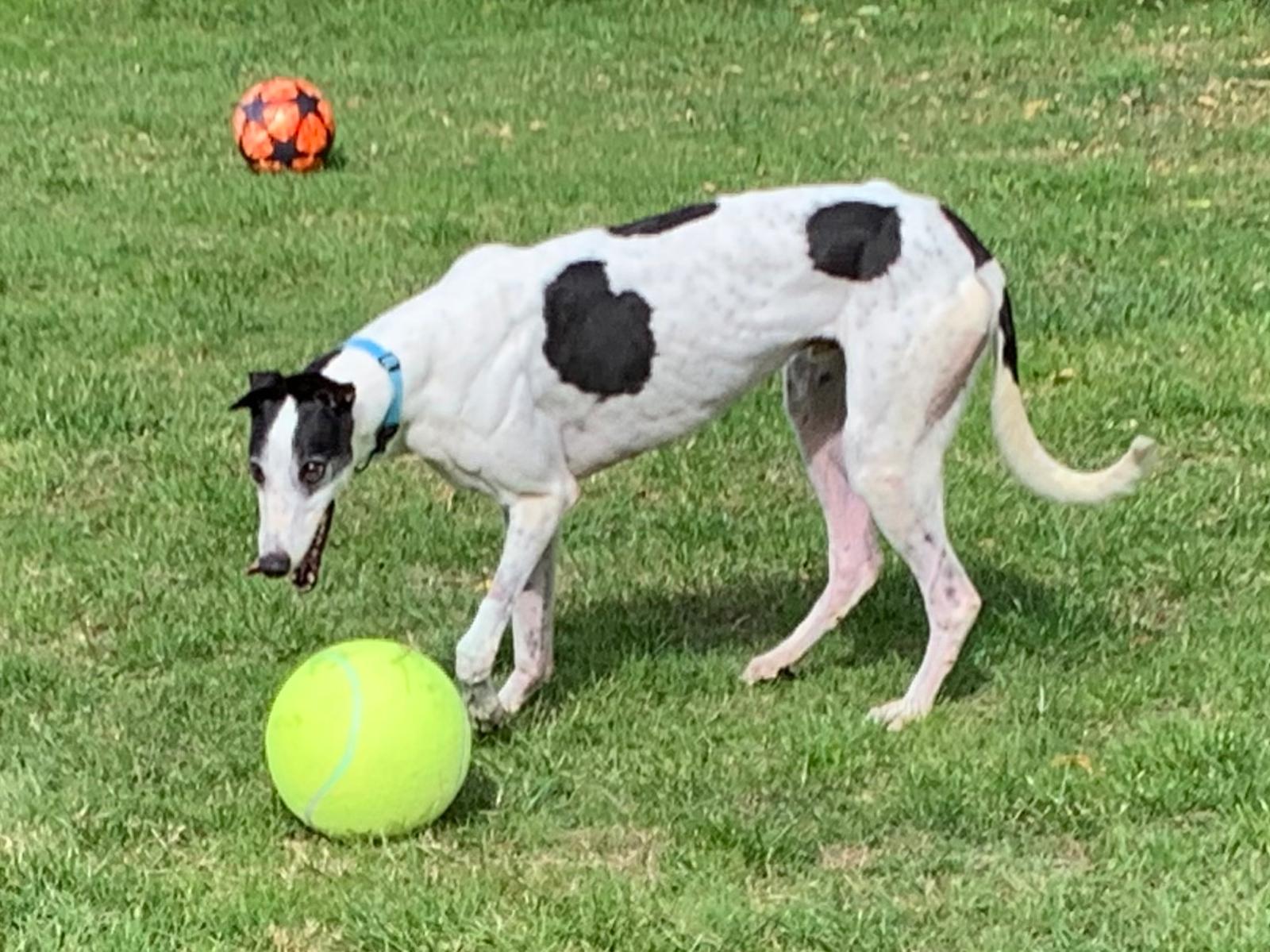 Oreo – Fen Bank Greyhound Sanctuary
