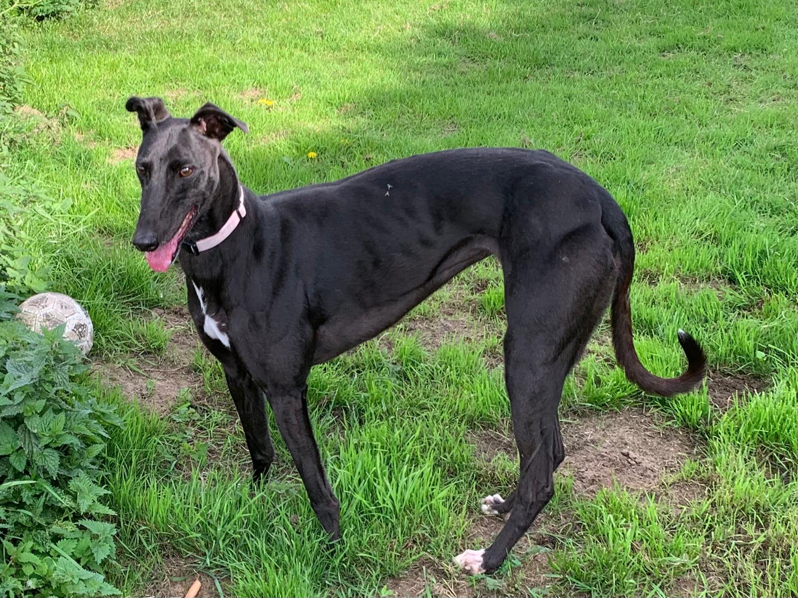 Rene – Fen Bank Greyhound Sanctuary